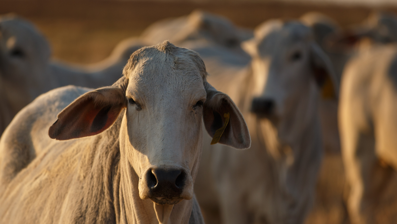 About Us – Namibian Meat