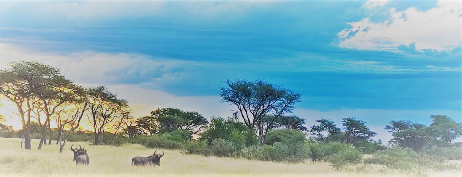 About Us – Namibian Meat
